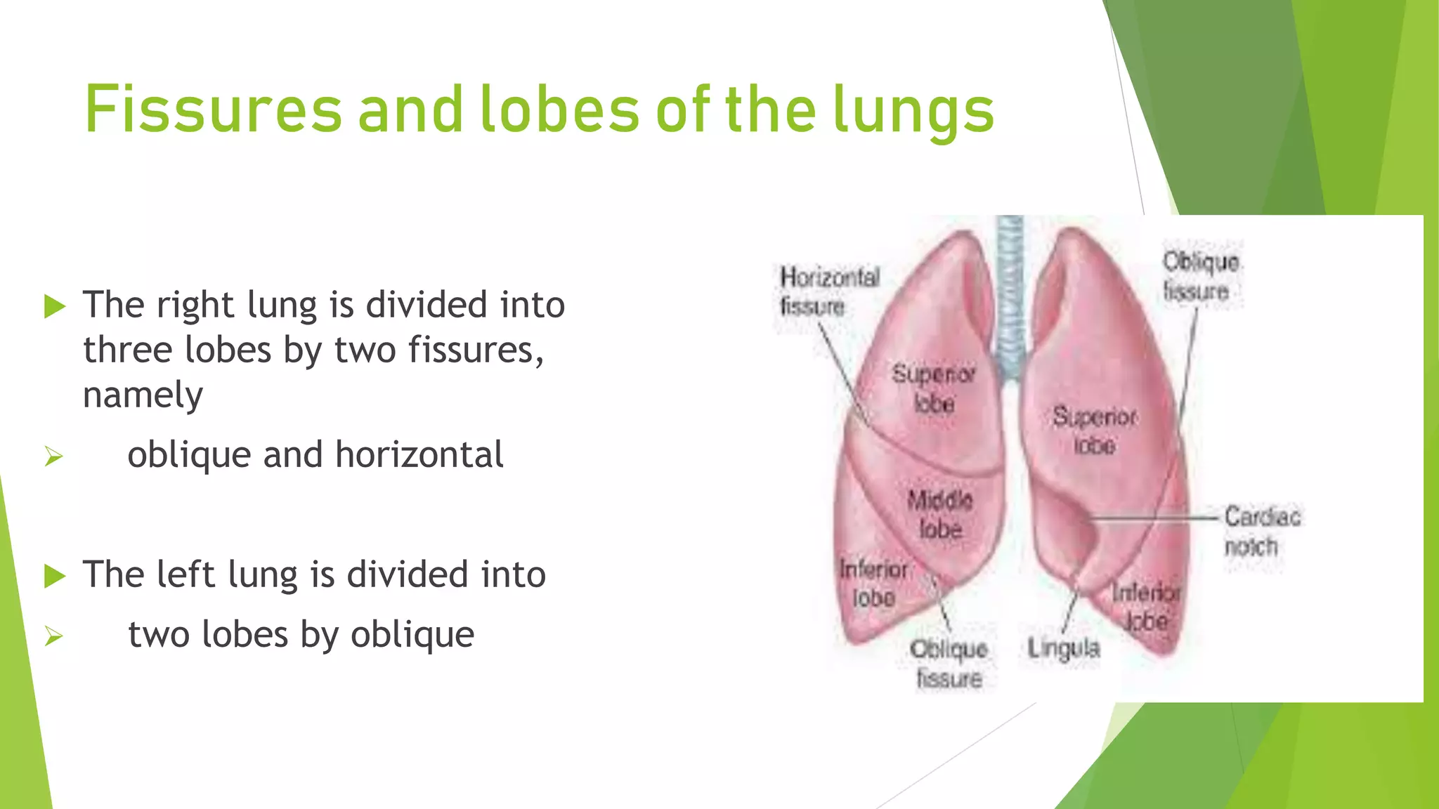 Anatomy Of The Lungs.pptx