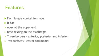 Anatomy Of The Lungs.pptx
