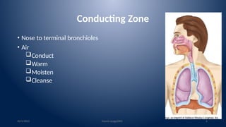 ANATOMY OF THE LUNGS.pptx e ee | PPT