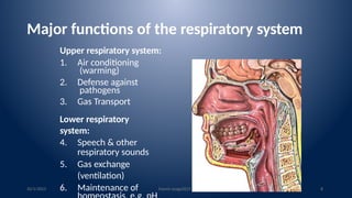 ANATOMY OF THE LUNGS.pptx e ee | PPTX