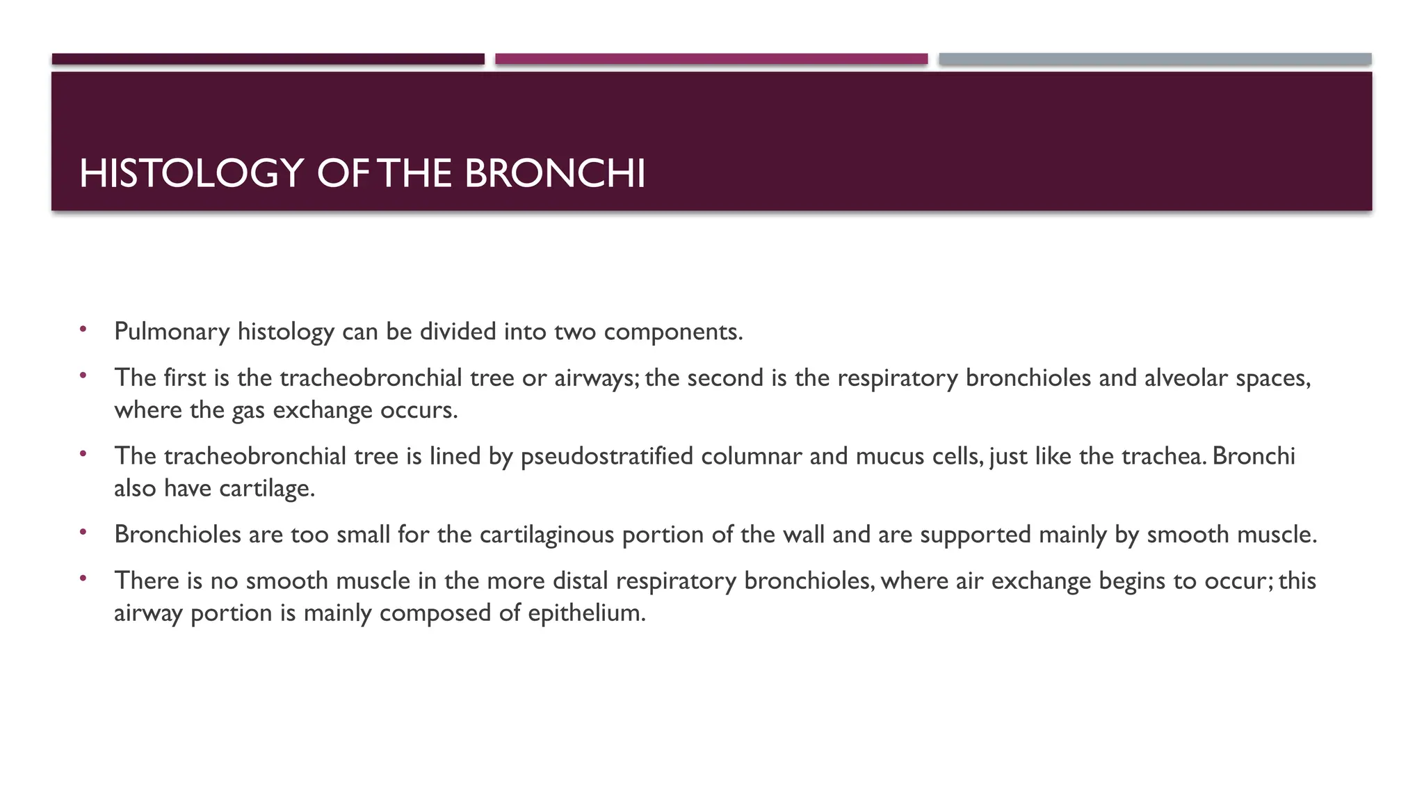 Lung,bronchi anatomy and physiology.pptx