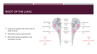 Lung,bronchi anatomy and physiology.pptx