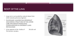 Lung,bronchi anatomy and physiology.pptx