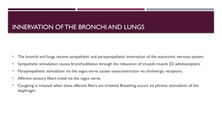 Lung,bronchi anatomy and physiology.pptx