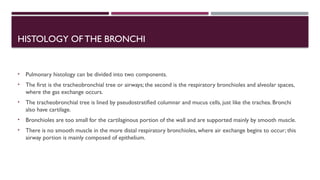 Lung,bronchi anatomy and physiology.pptx