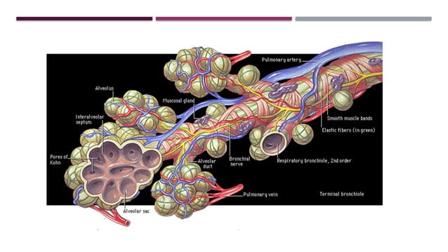 Lung,bronchi anatomy and physiology.pptx