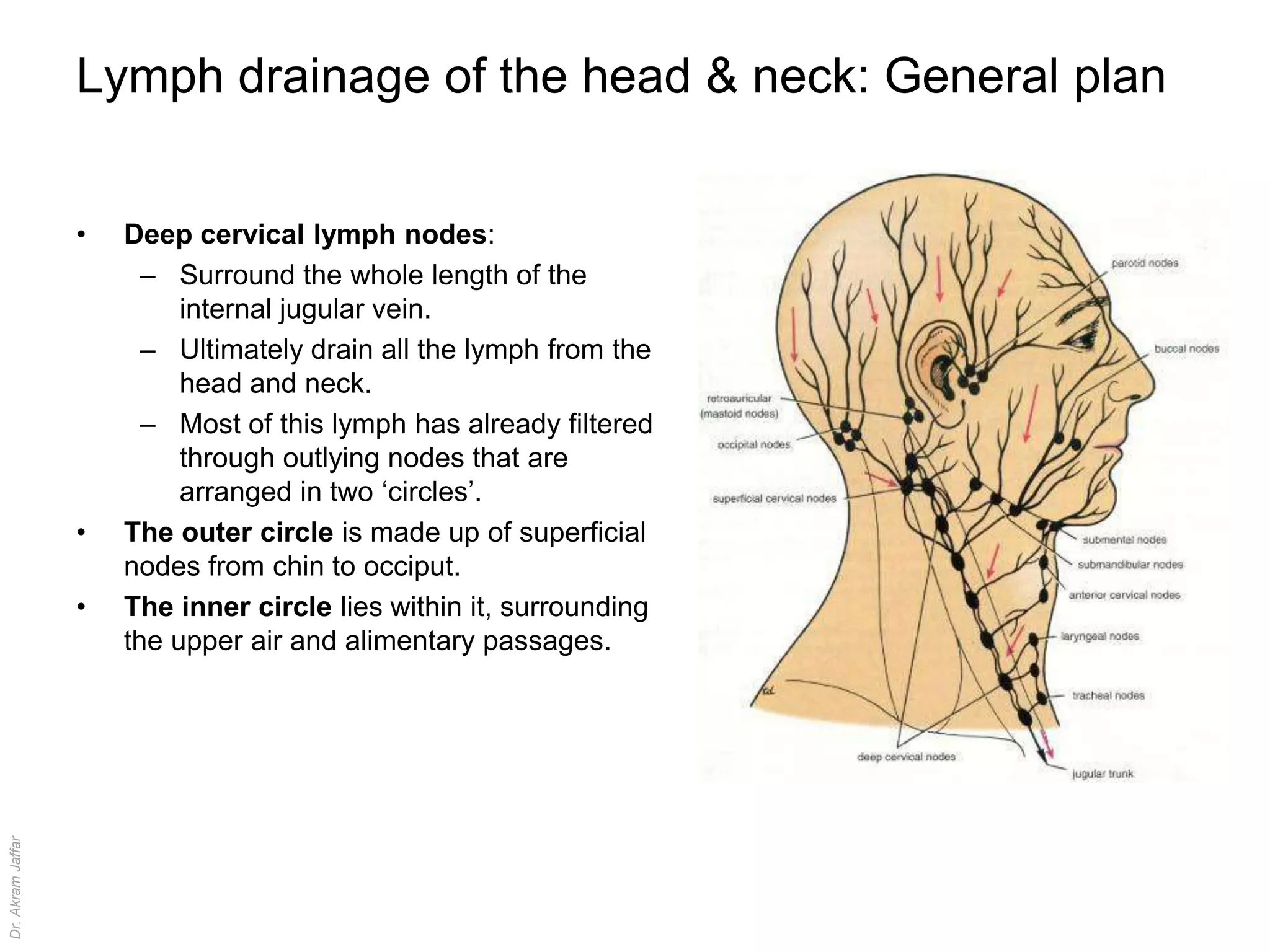 Anatomy of the lymphatic system | PPTX
