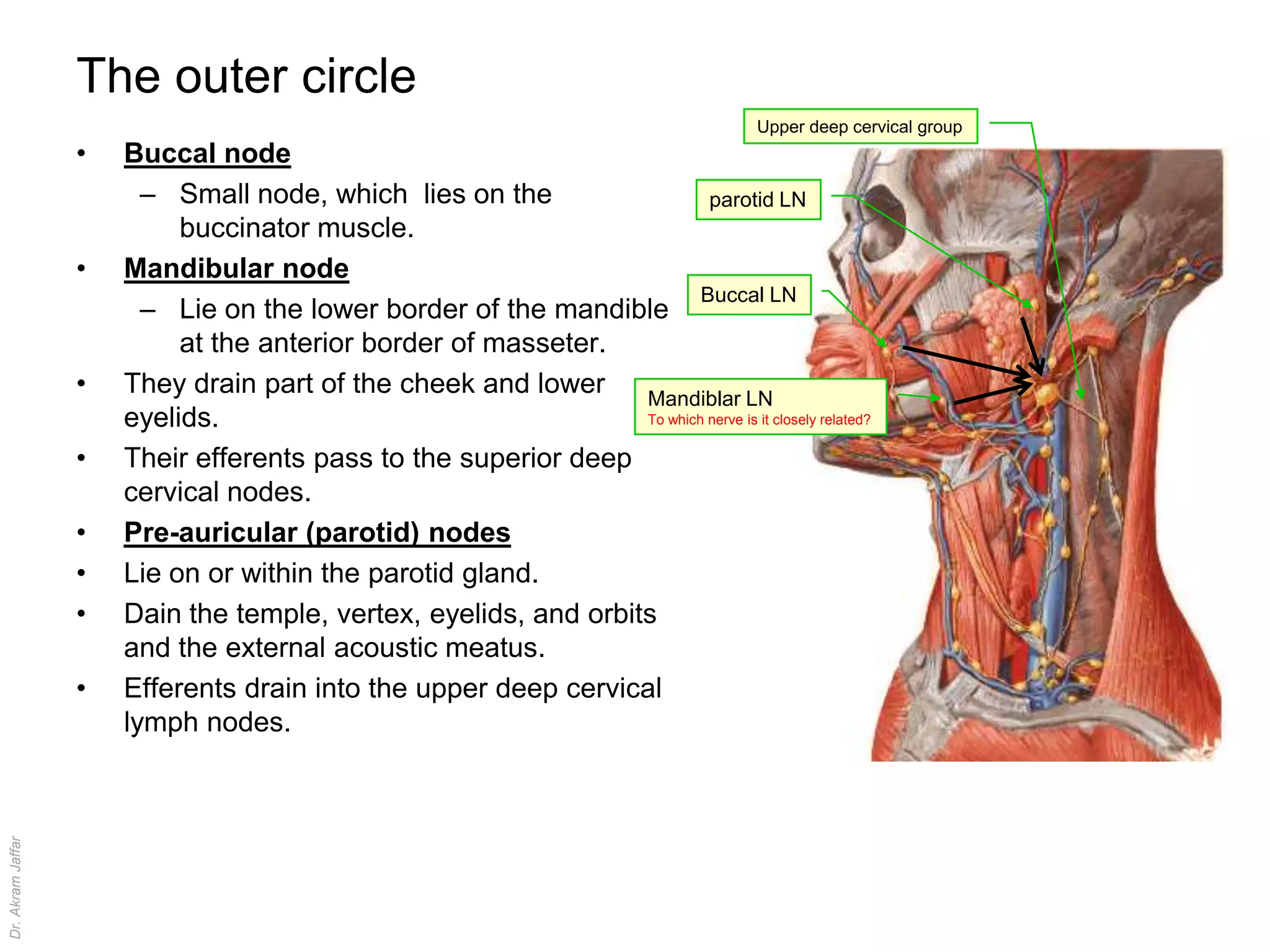 Anatomy of the lymphatic system | PPTX