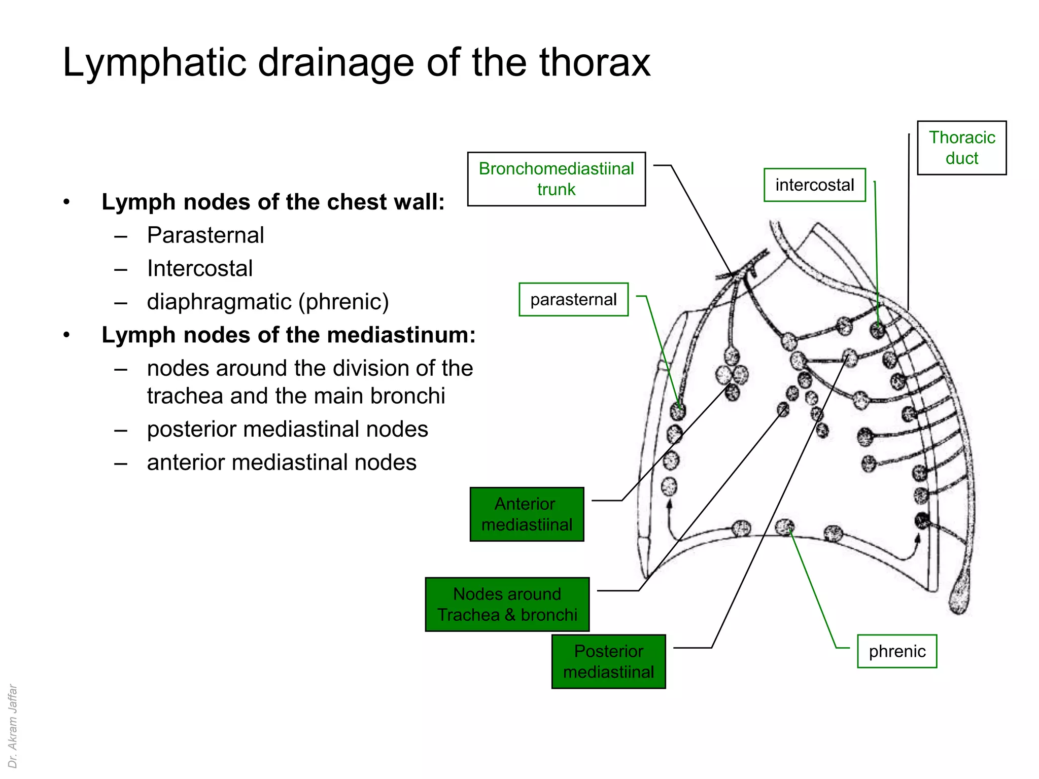 Anatomy of the lymphatic system | PPTX