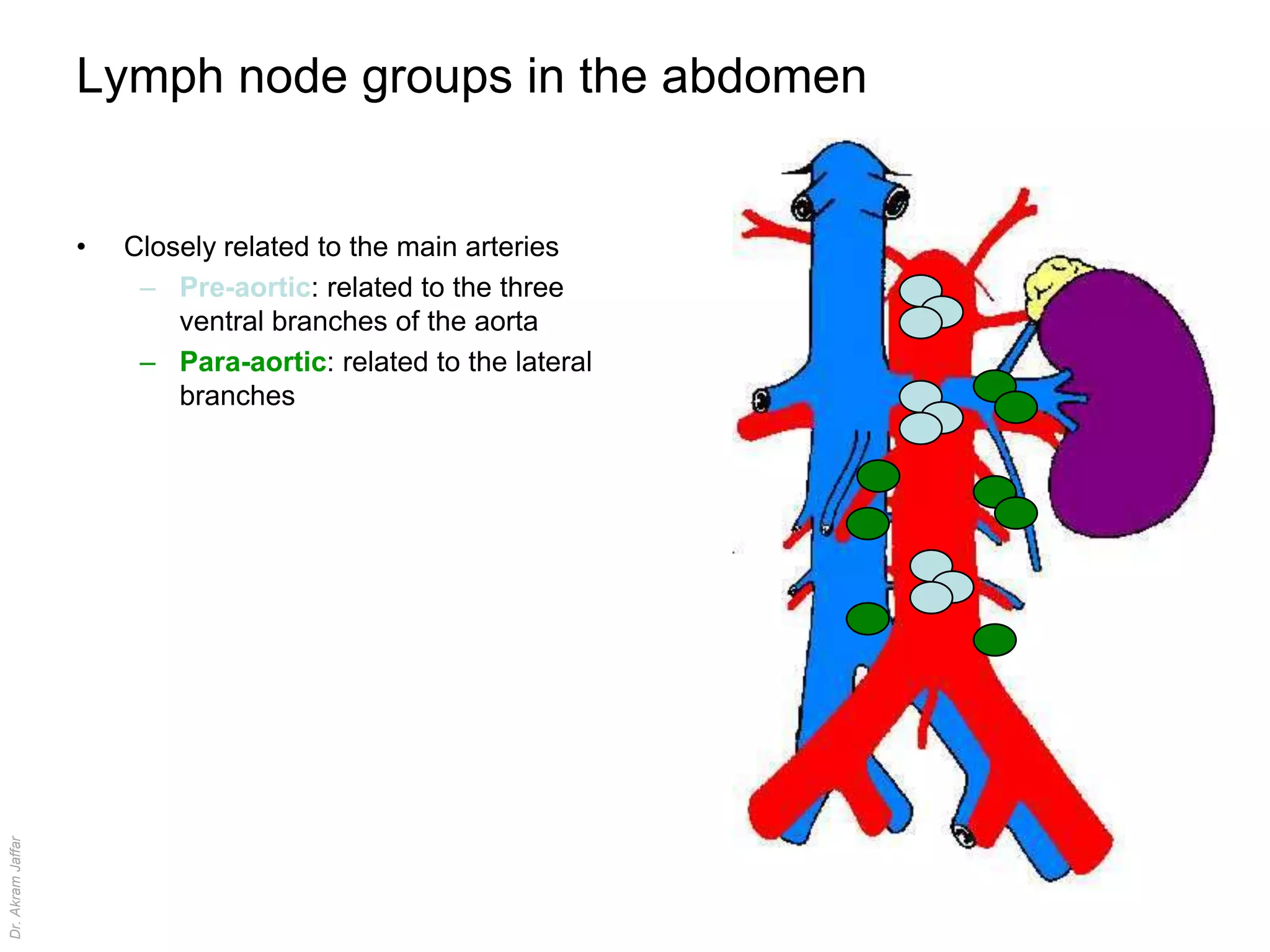 Anatomy of the lymphatic system | PPTX