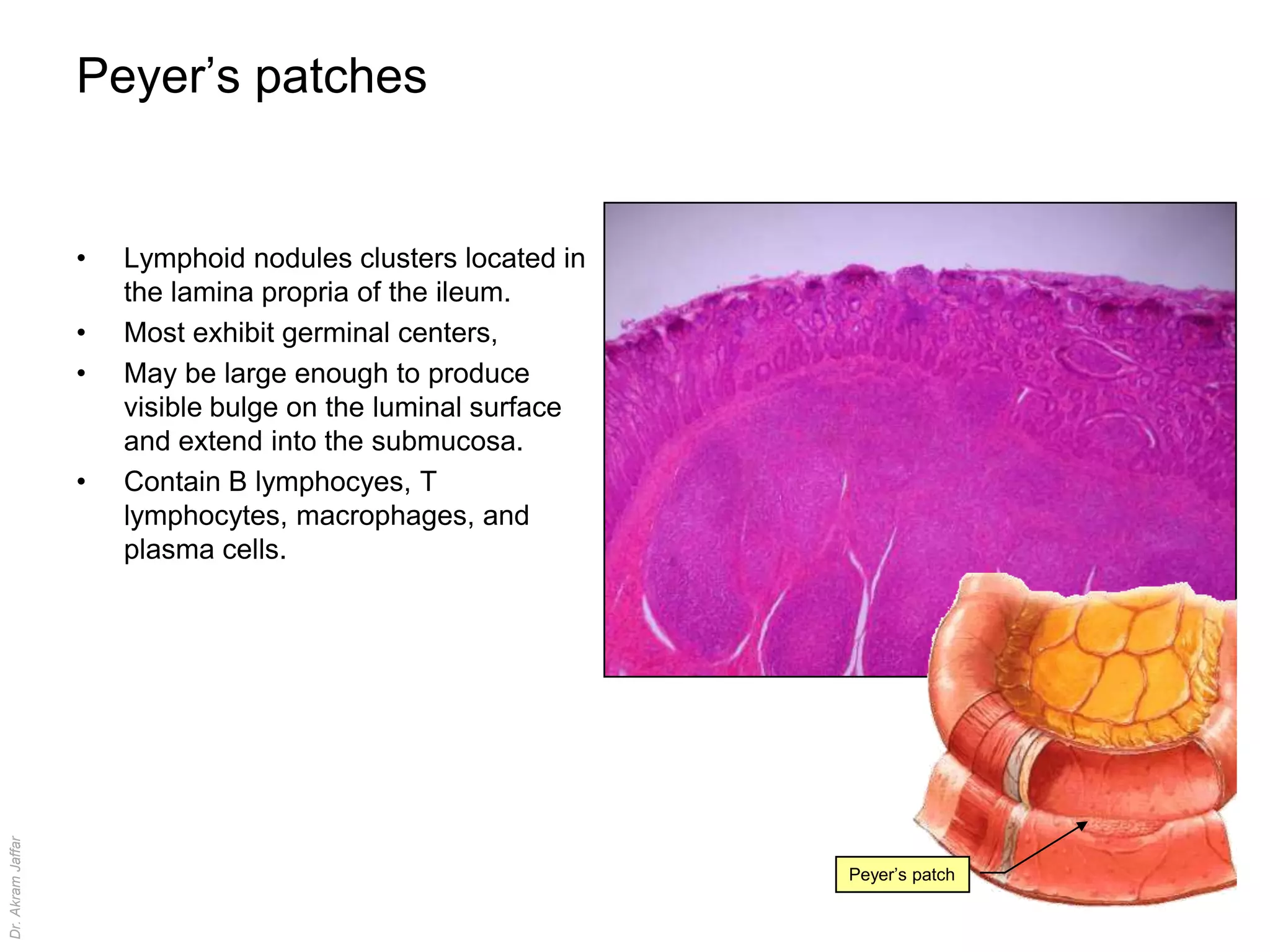 Anatomy of the lymphatic system | PPTX