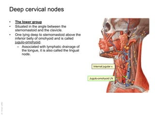 Anatomy of the lymphatic system | PPTX