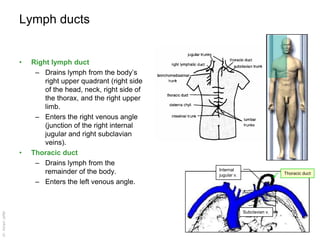 Anatomy of the lymphatic system | PPTX