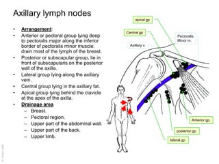 Posterior Axillary Lymph Nodes