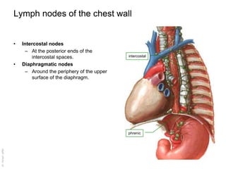 Supratrochlear Lymph Nodes