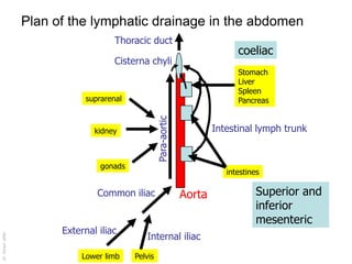 Lymphatic System Abdomen