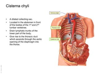 Cisterna Chyli Function