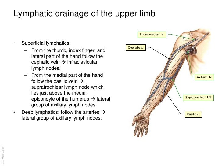 anatomy-of-the-lymphatic-system-12-728.jpg (728×546) | Lymphatic ...