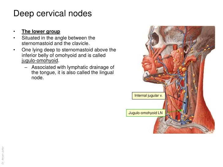 Cervical Lymph Nodes Anatomy