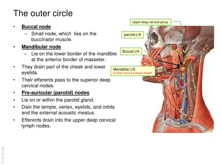 Anatomy of the lymphatic system