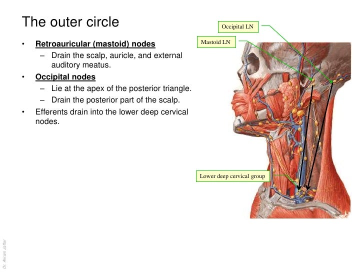 Retroauricular Lymph Node