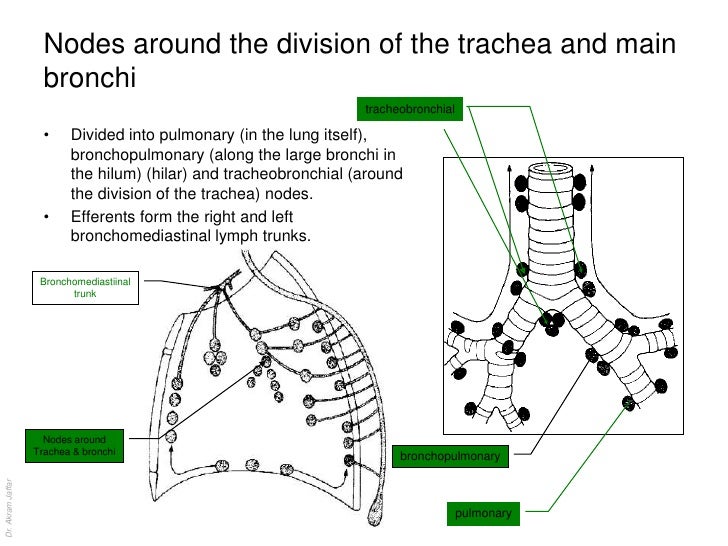 Anatomy of the lymphatic system