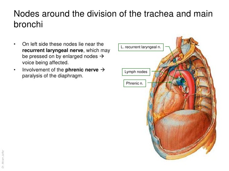 Anatomy of the lymphatic system