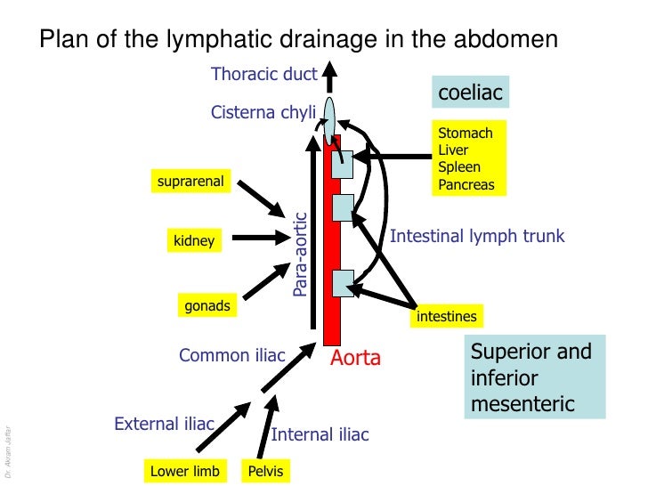 Anatomy of the lymphatic system