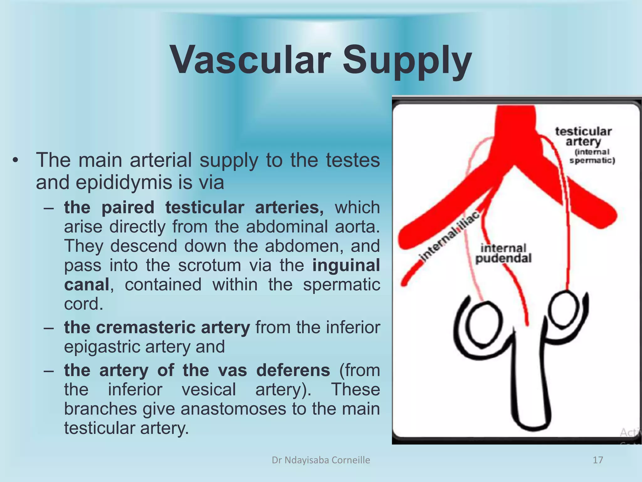 Anatomy of the Male External genitalia.pptx