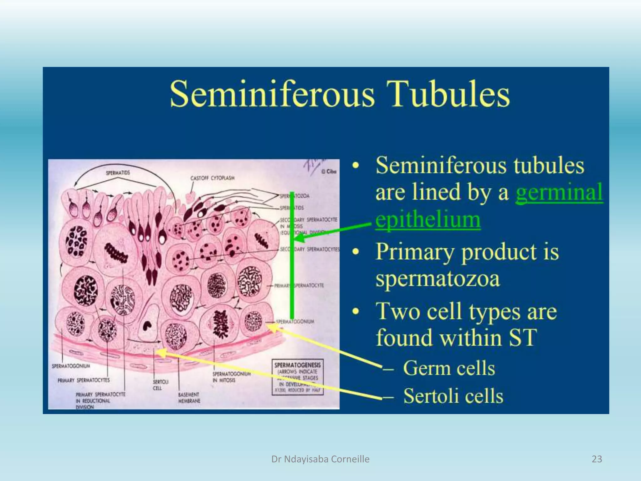 Anatomy of the Male External genitalia.pptx