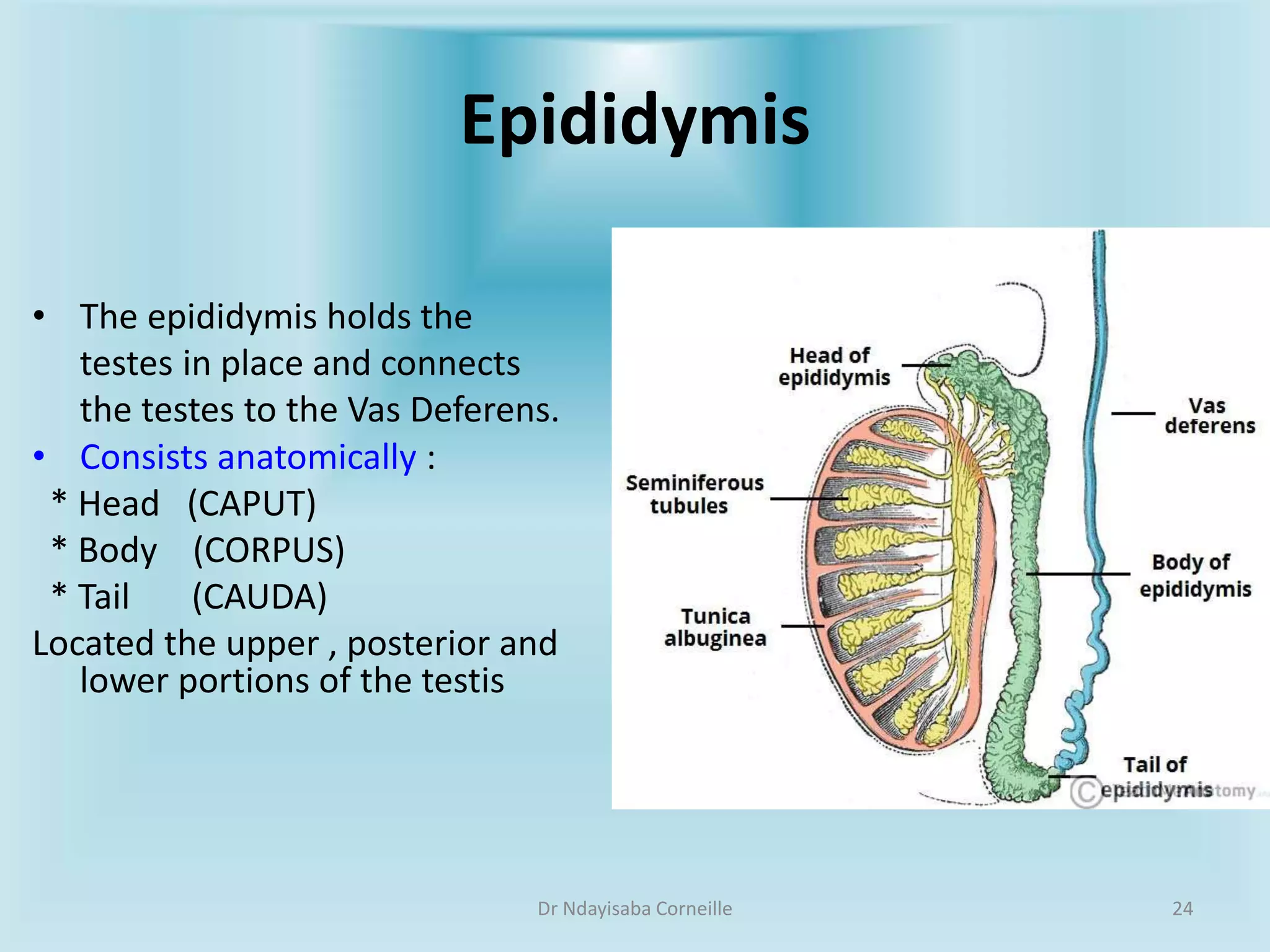 Anatomy of the Male External genitalia.pptx