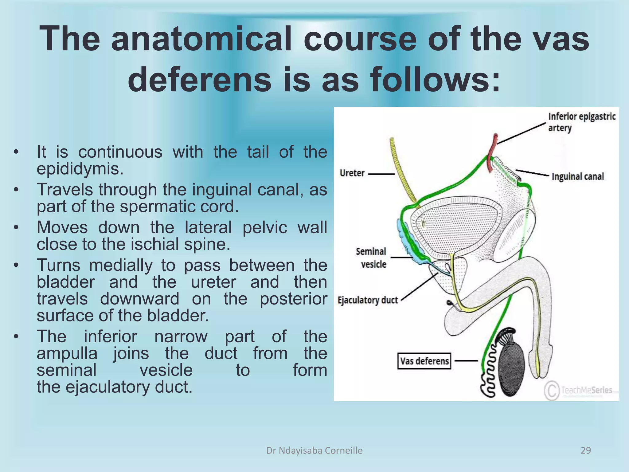 Anatomy of the Male External genitalia.pptx