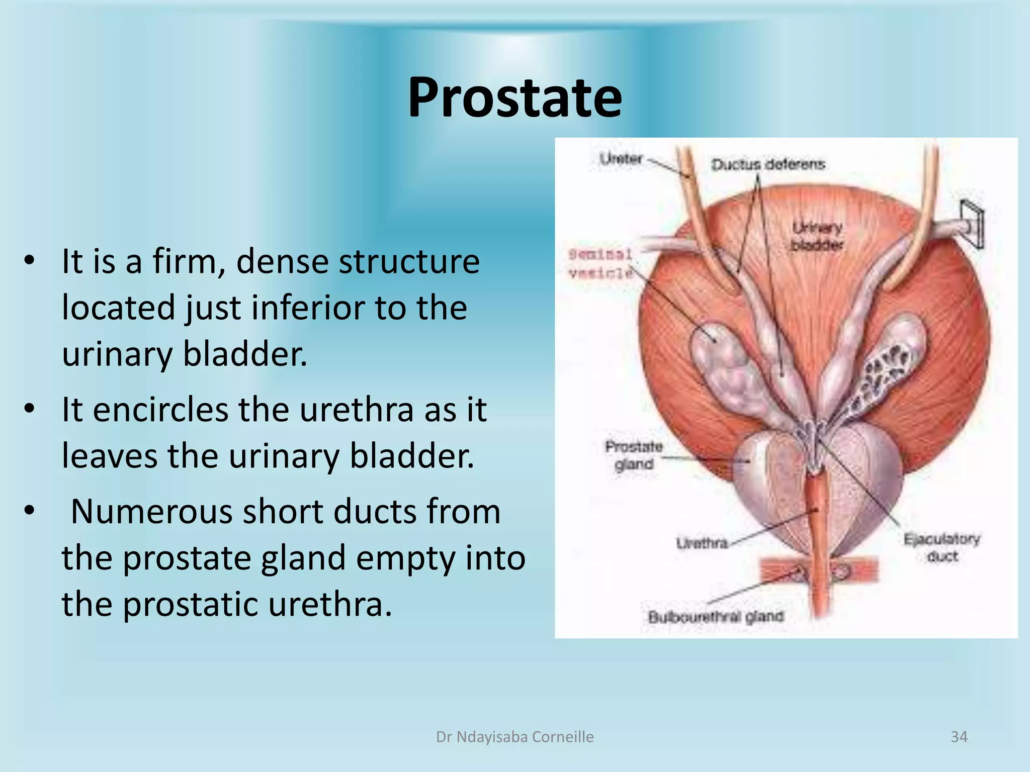 Anatomy Of The Male External Genitalia Pptx