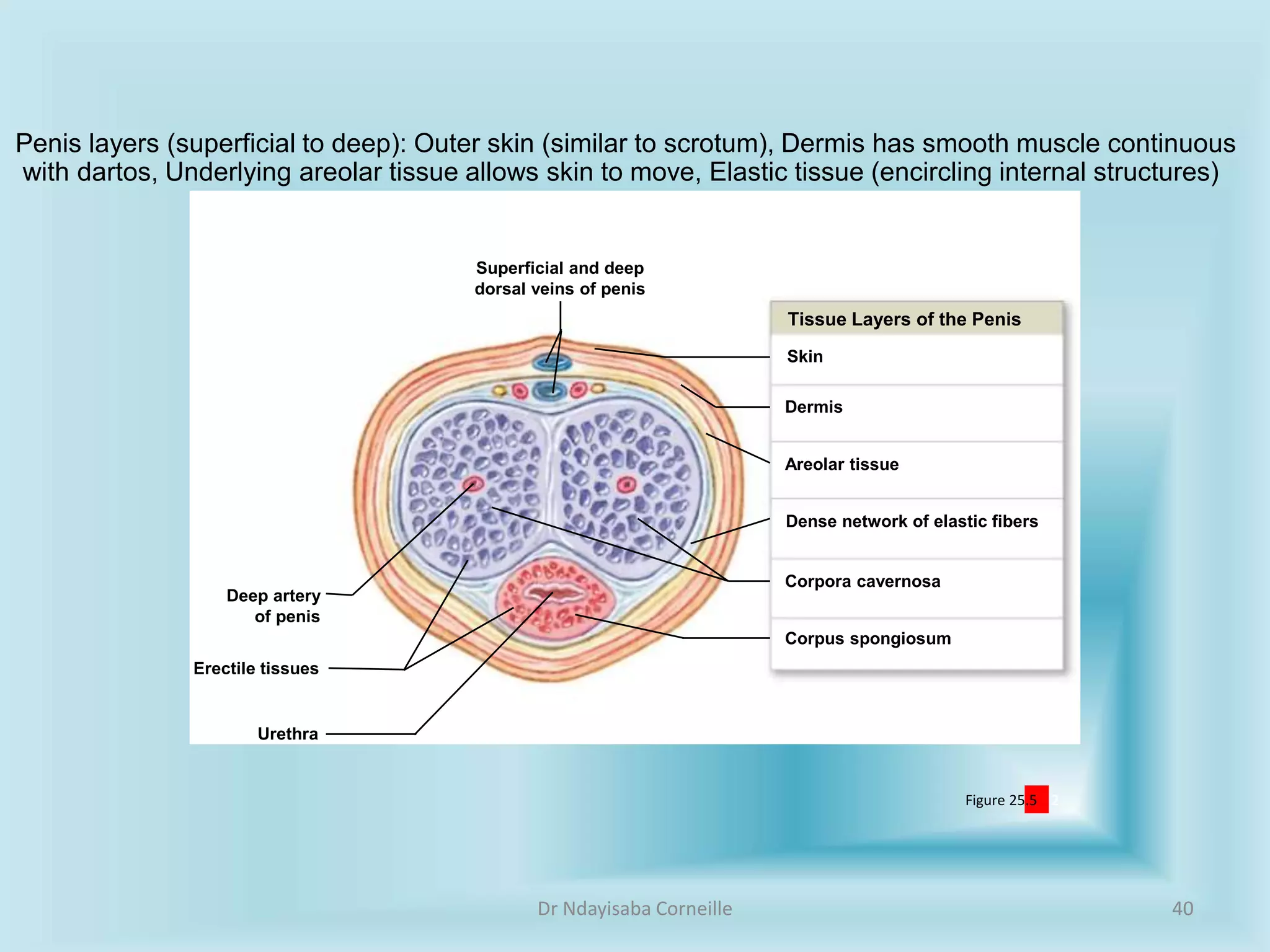 Anatomy of the Male External genitalia.pptx