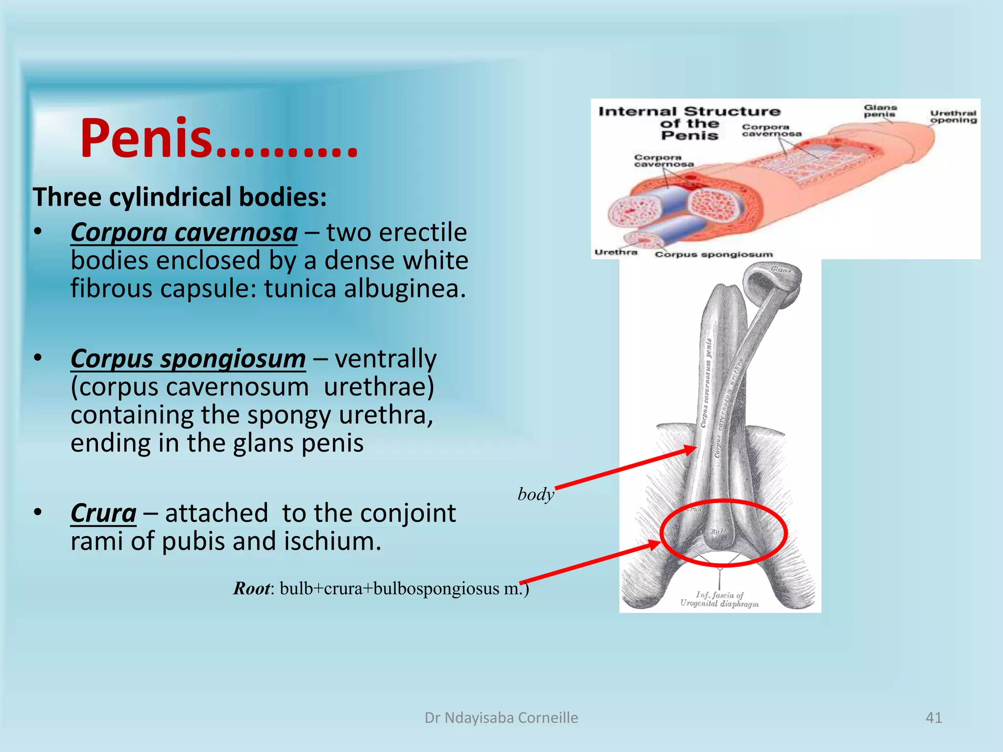Anatomy Of The Male External Genitalia Pptx