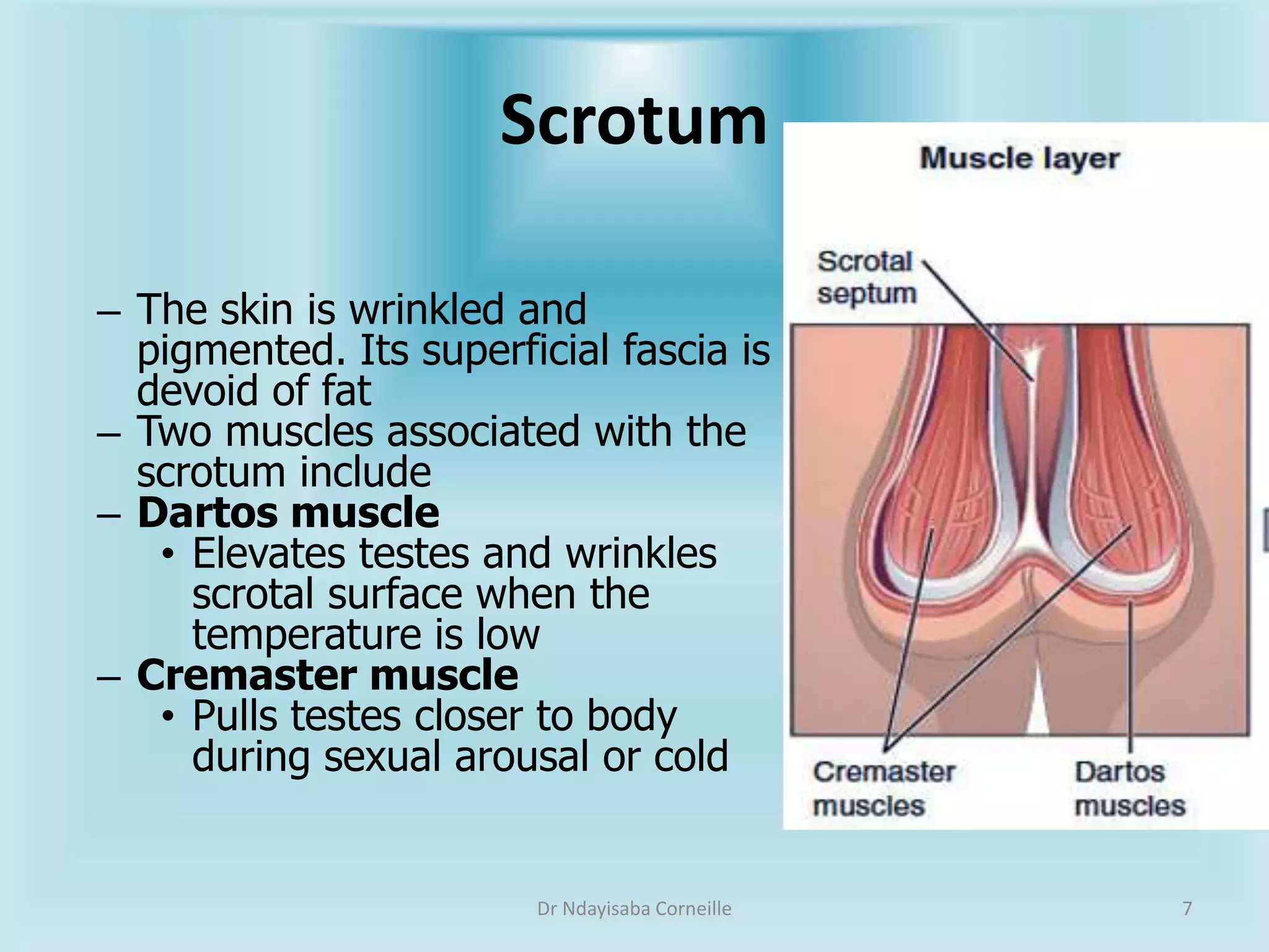 Anatomy Of The Male External Genitalia Pptx