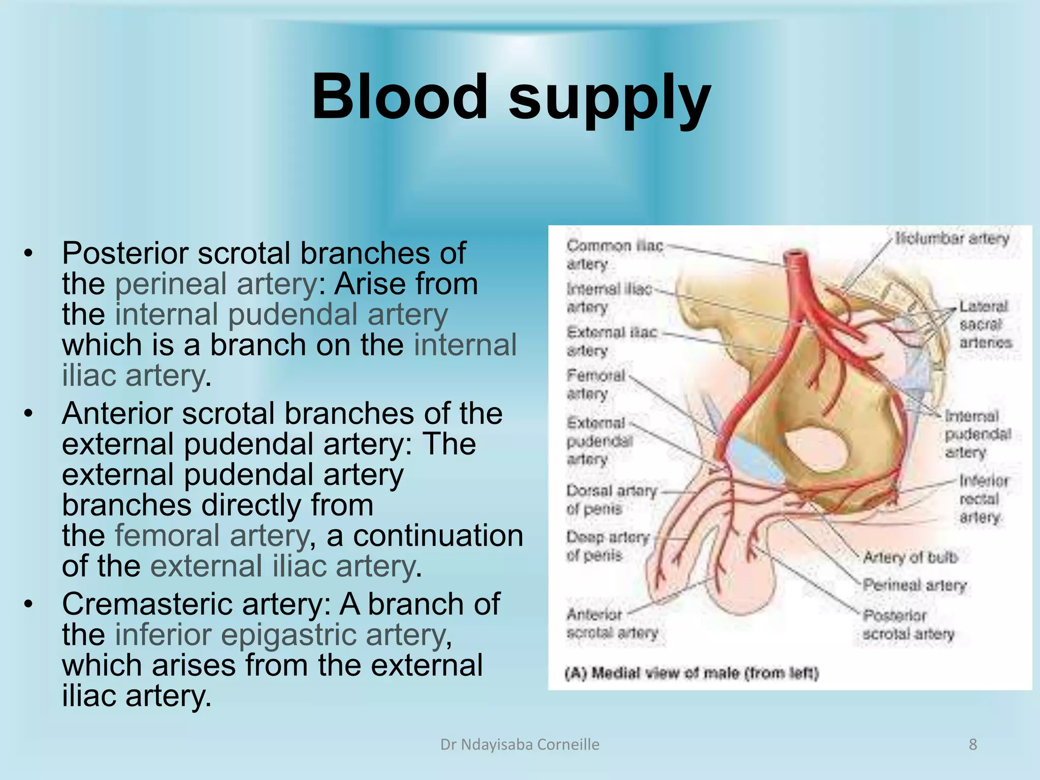 Anatomy Of The Male External Genitalia Pptx