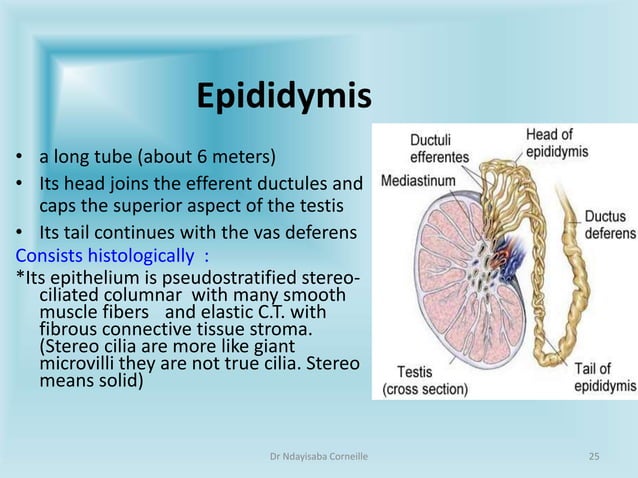 Anatomy Of The Male External Genitalia Pptx