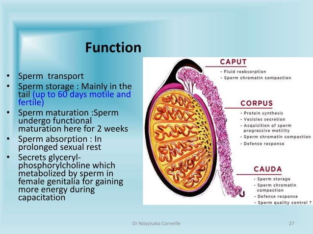 Anatomy of the Male External genitalia.pptx | Infertility ...