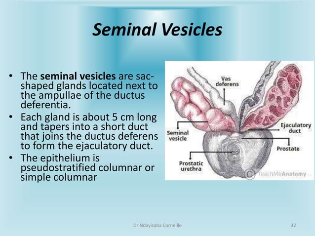 Anatomy of the Male External genitalia.pptx | Infertility ...