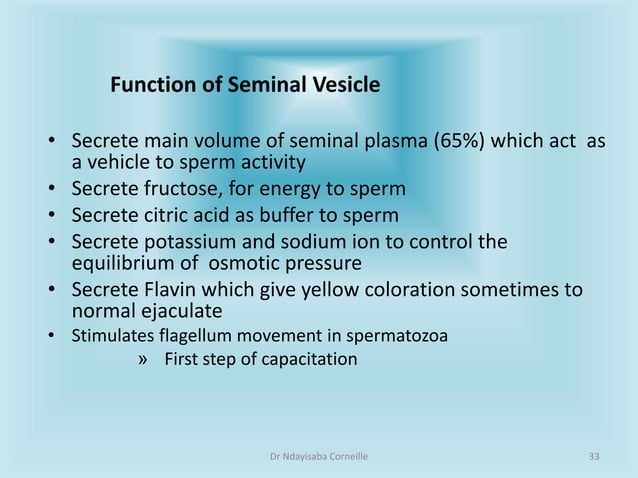 Anatomy of the Male External genitalia.pptx | Infertility ...