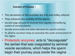 Anatomy of the Male External genitalia.pptx