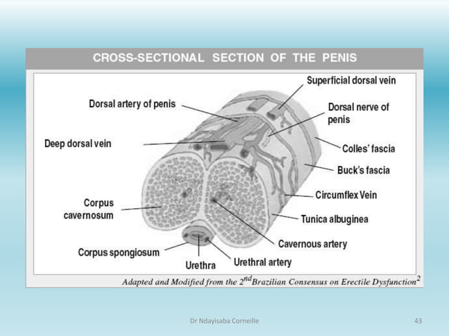 Anatomy Of The Male External Genitalia Pptx