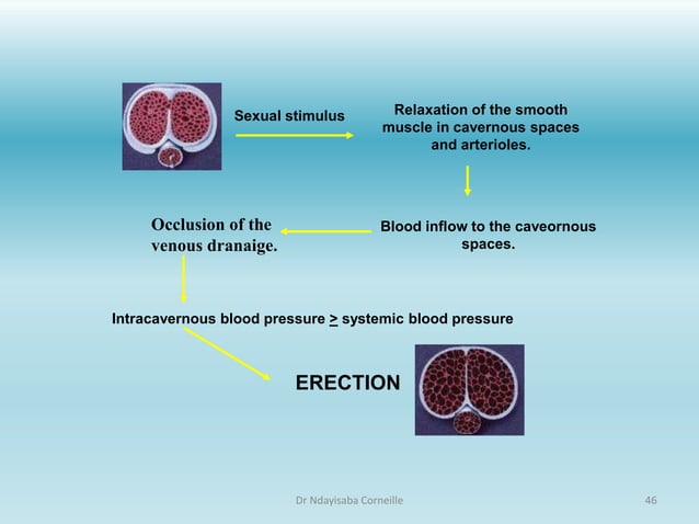 Anatomy of the Male External genitalia.pptx | Infertility ...