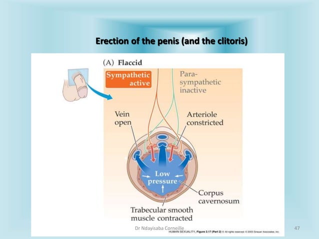 Anatomy Of The Male External Genitalia Pptx