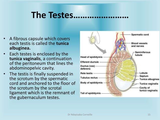 Anatomy Of The Male External Genitalia Pptx