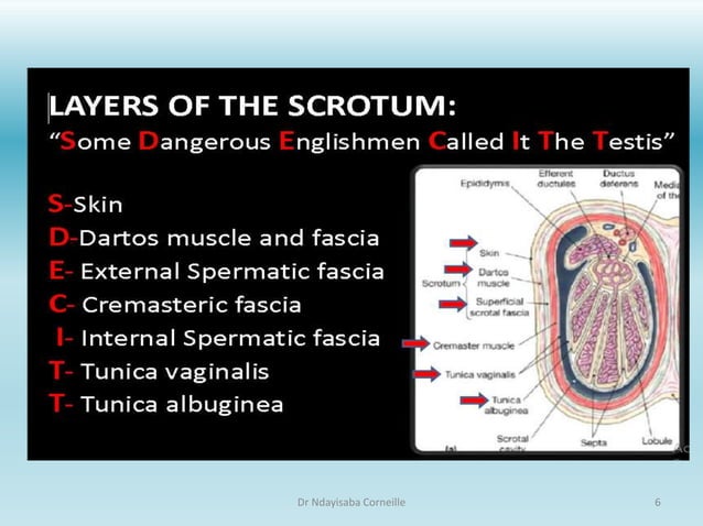 Anatomy of the Male External genitalia.pptx