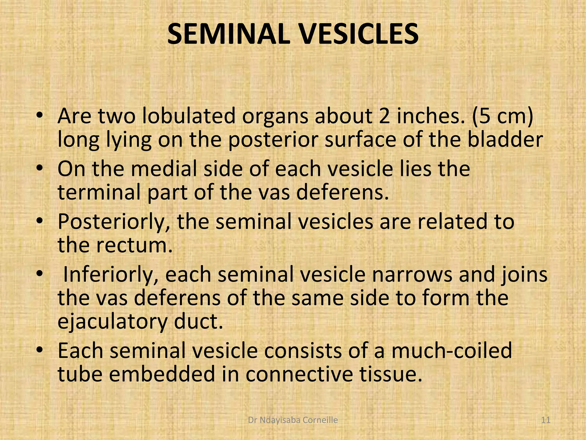 Anatomy of the Male internal genitalia.pptx