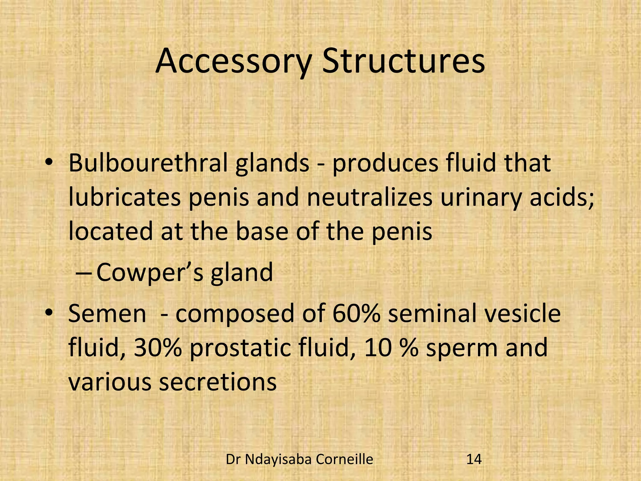 Anatomy of the Male internal genitalia.pptx