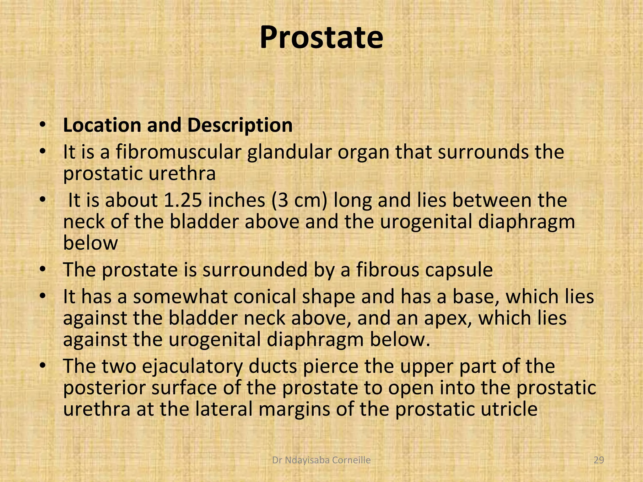 Anatomy of the Male internal genitalia.pptx